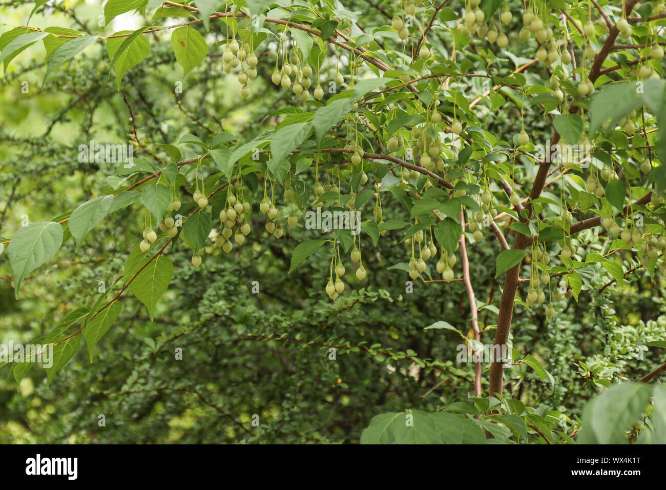 Large branch with unripe fruits of Japanese snowbell (Styrax japonica ...