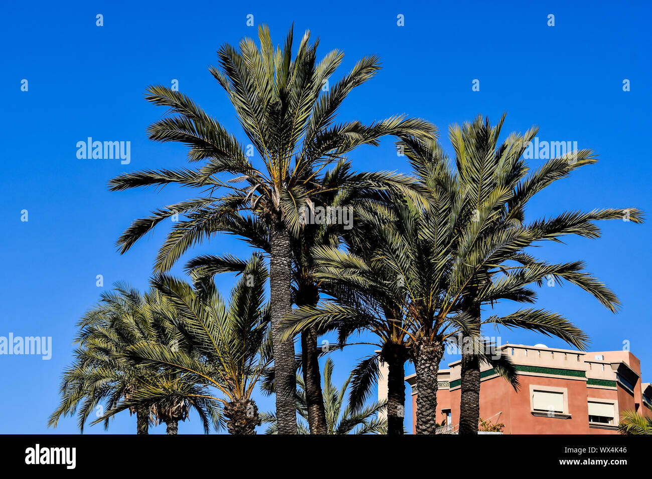 palm tree in front of building, photo as background Stock Photo - Alamy