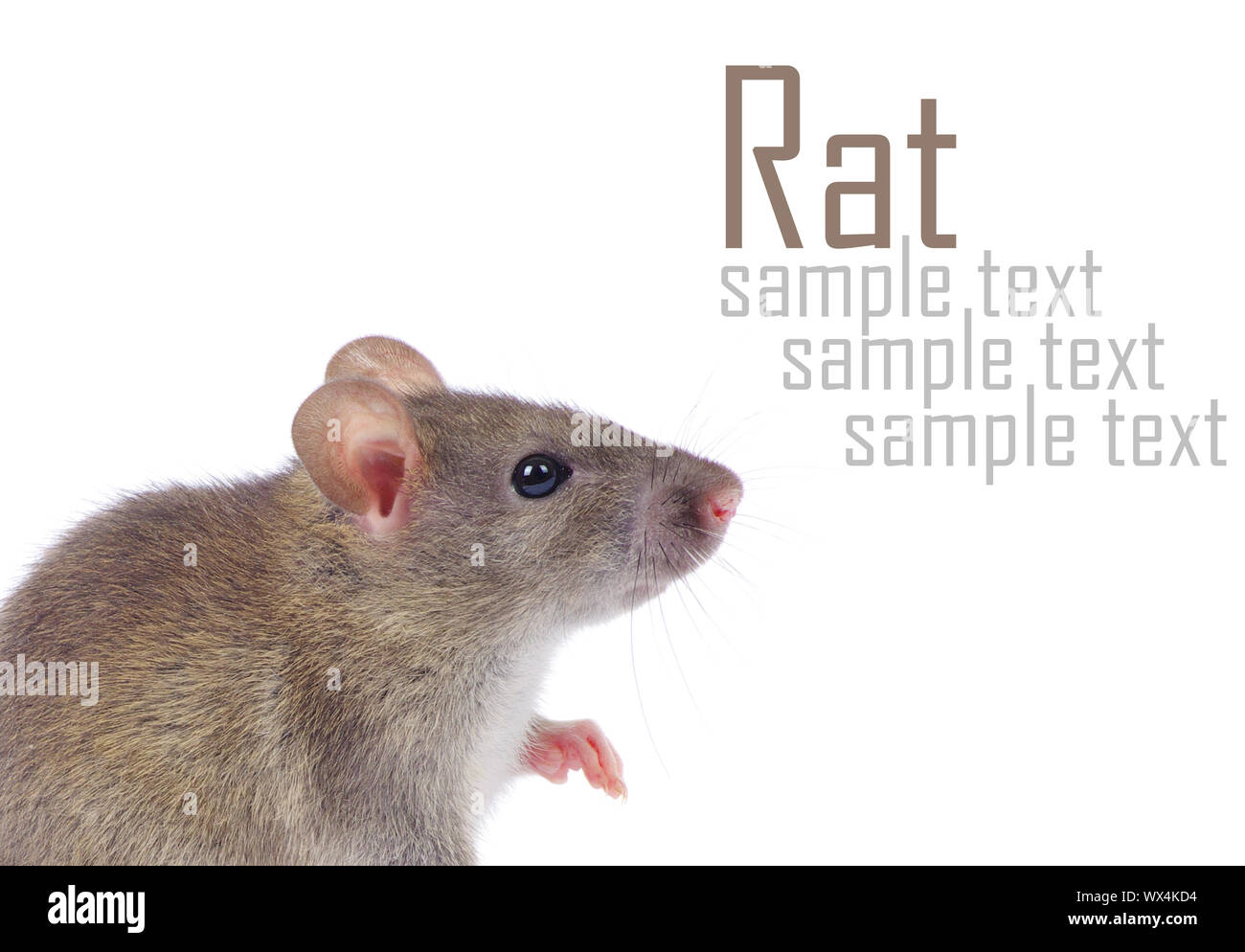 rat isolated on white background Stock Photo - Alamy