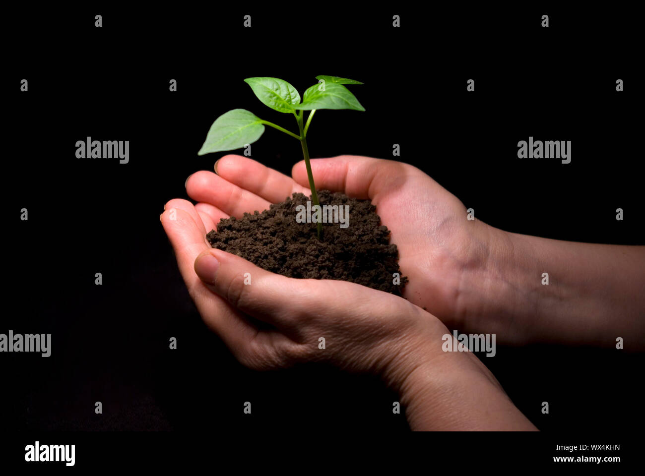 Hands holding sapling in soil Stock Photo - Alamy