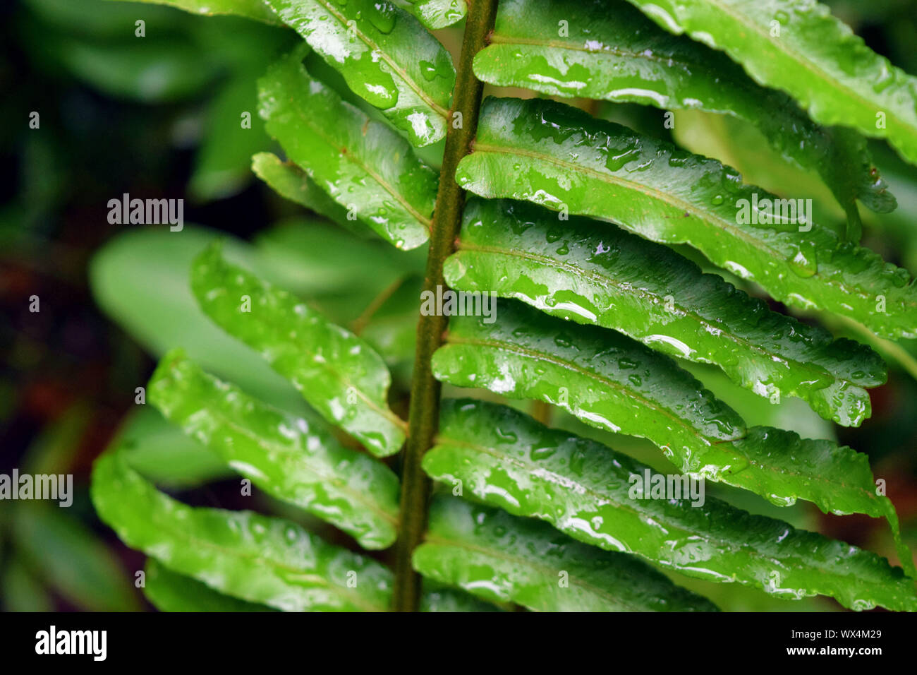 Rainforest leaf raindrops hi-res stock photography and images - Alamy
