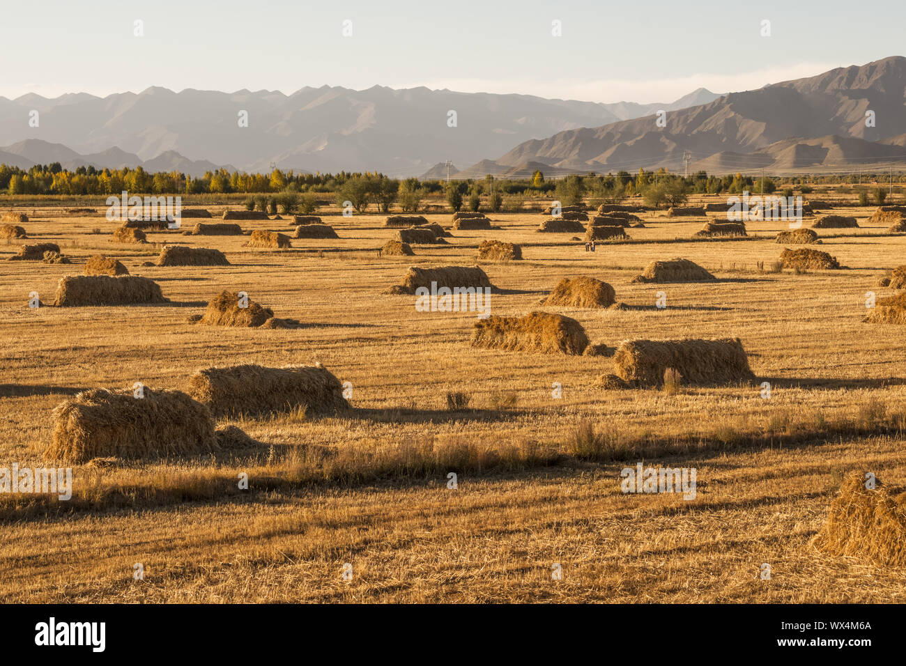 Wheat field aerial landscape hi-res stock photography and images - Alamy