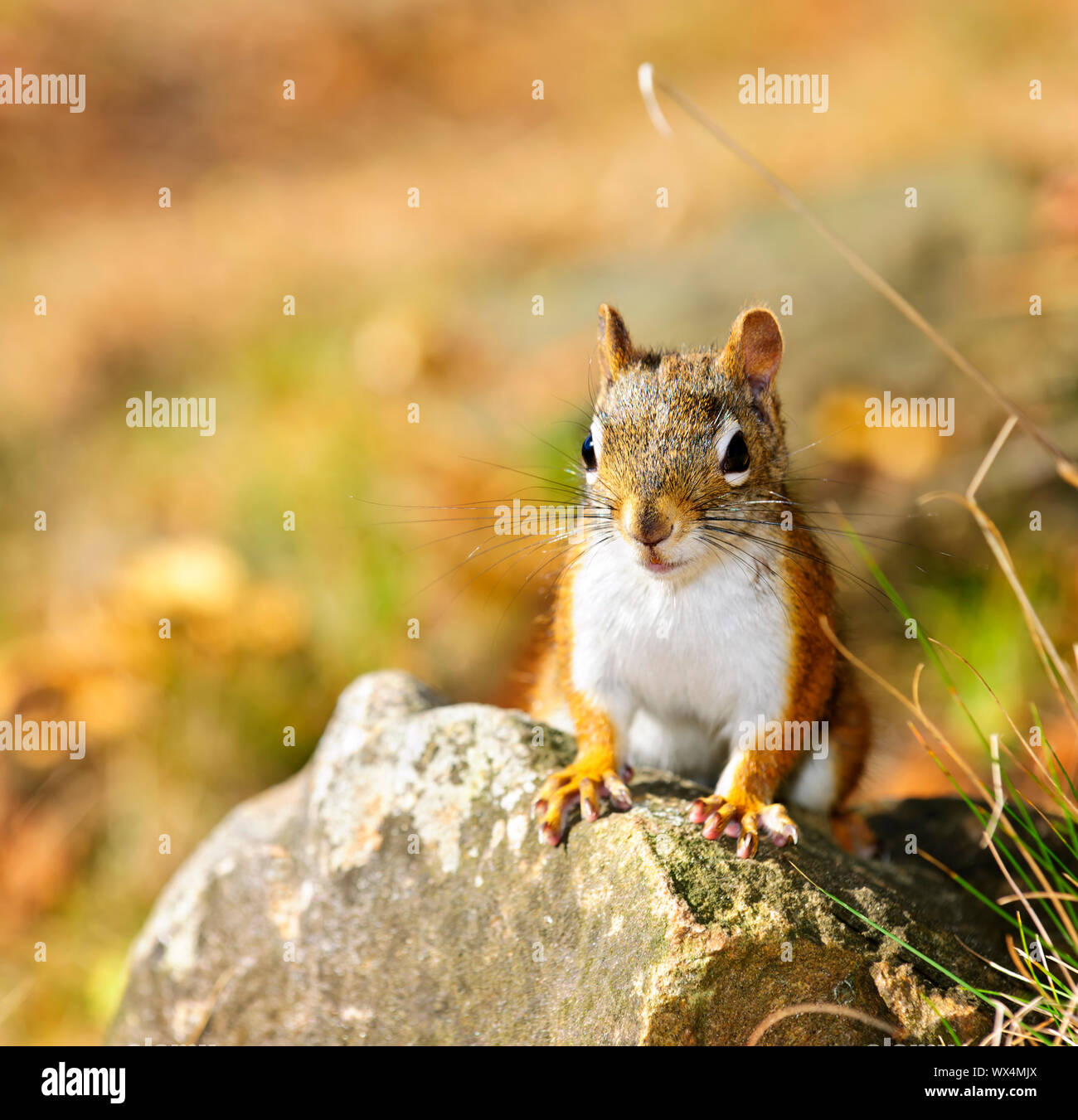 Closeup on cute red squirrel in the wild Stock Photo - Alamy