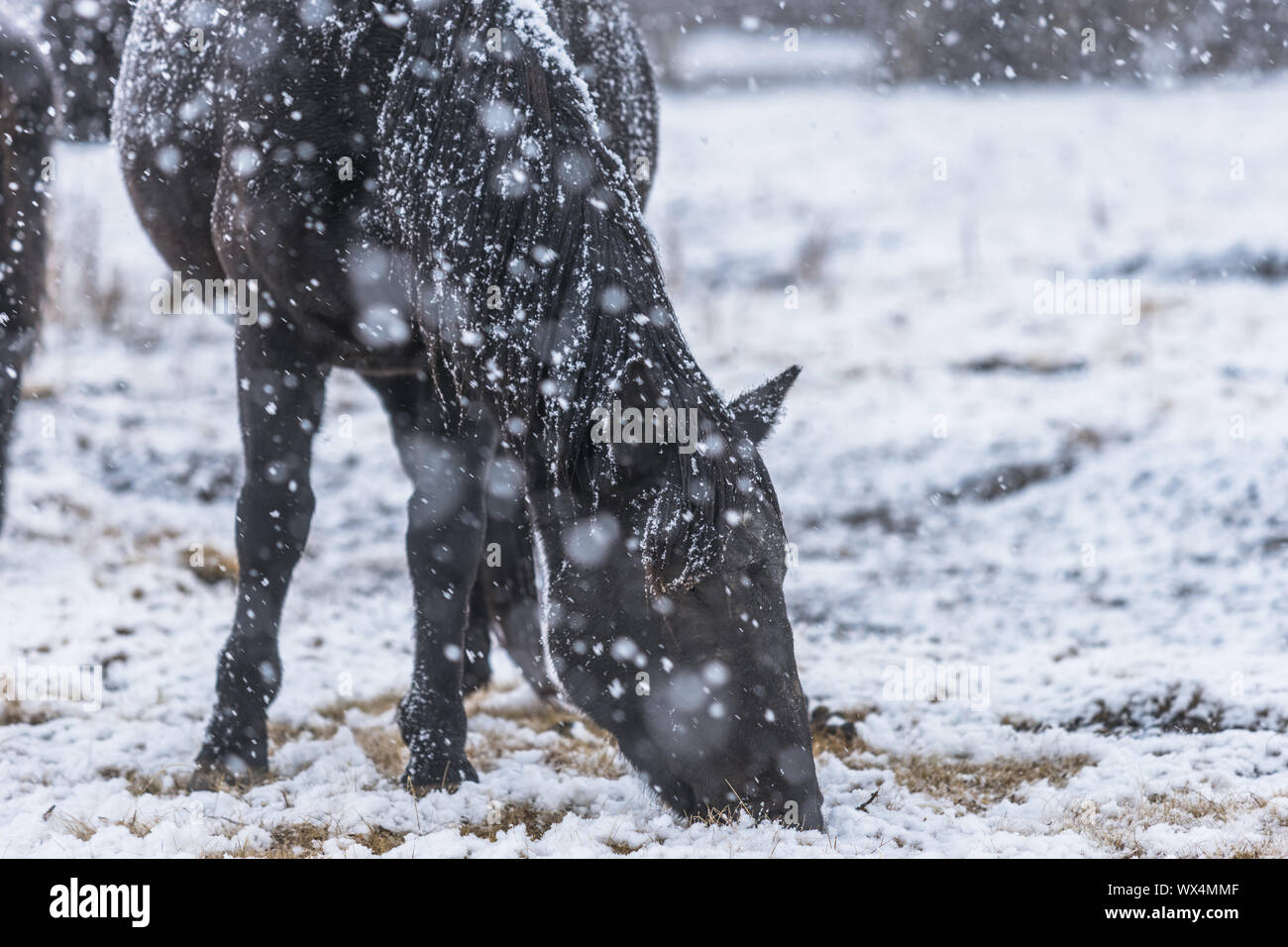 horse in snow Stock Photo - Alamy