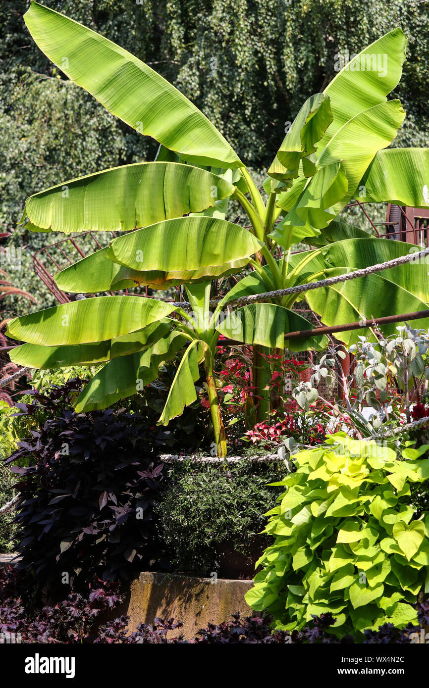 Banana plant in landscape design Stock Photo - Alamy