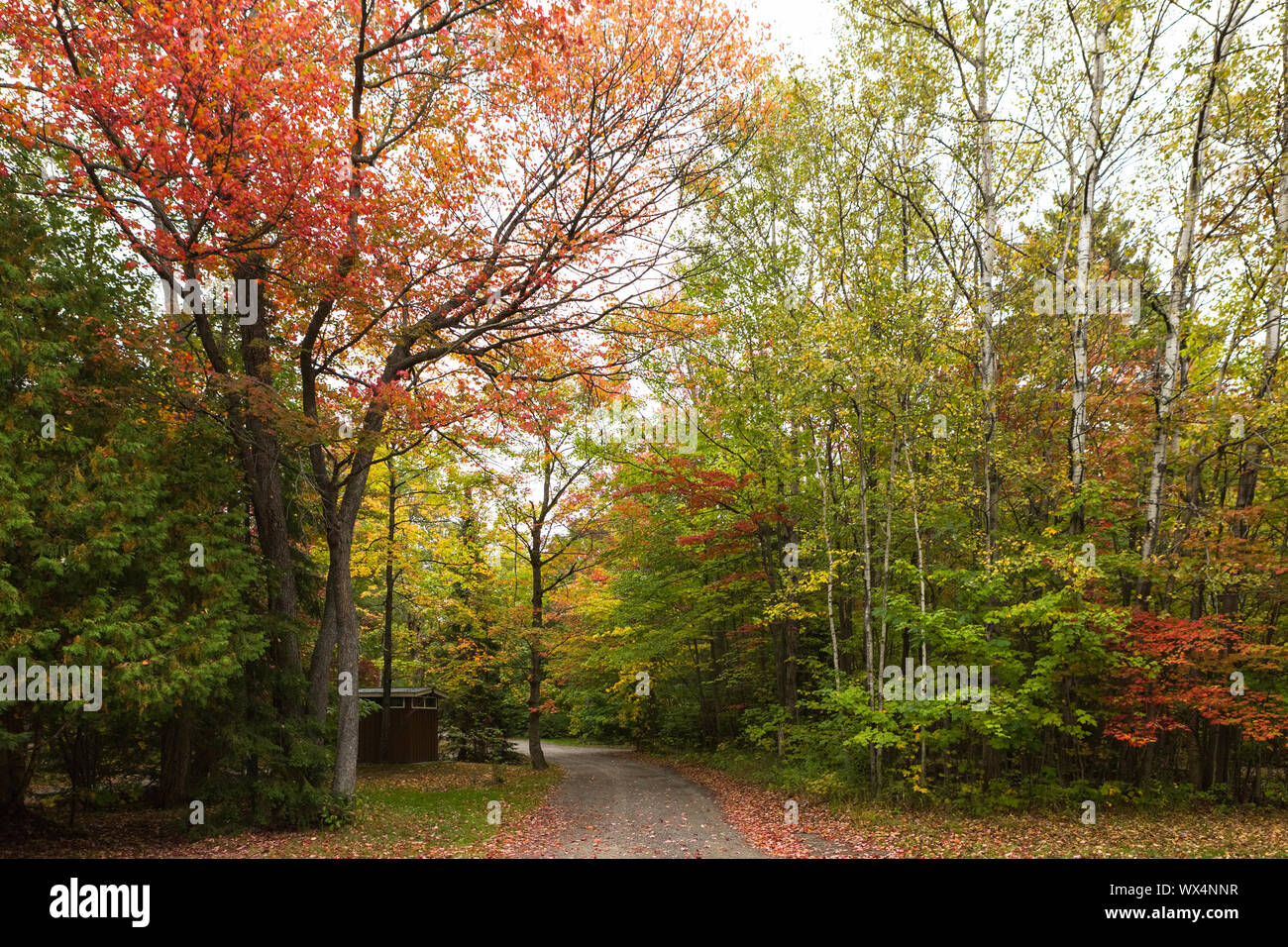 country road through maple forest Stock Photo - Alamy