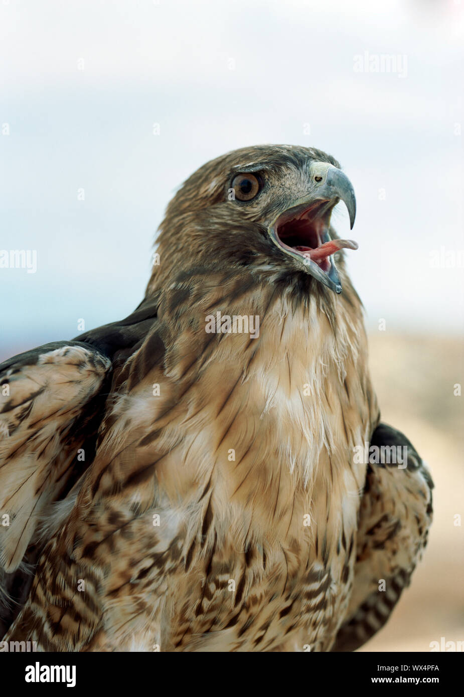 Bird of prey with its beak open Stock Photo - Alamy