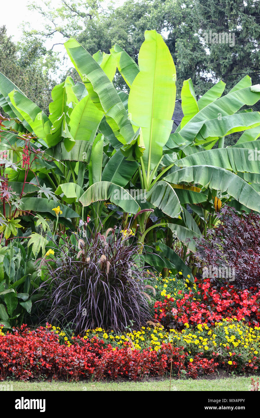 Banana Trees Landscaping