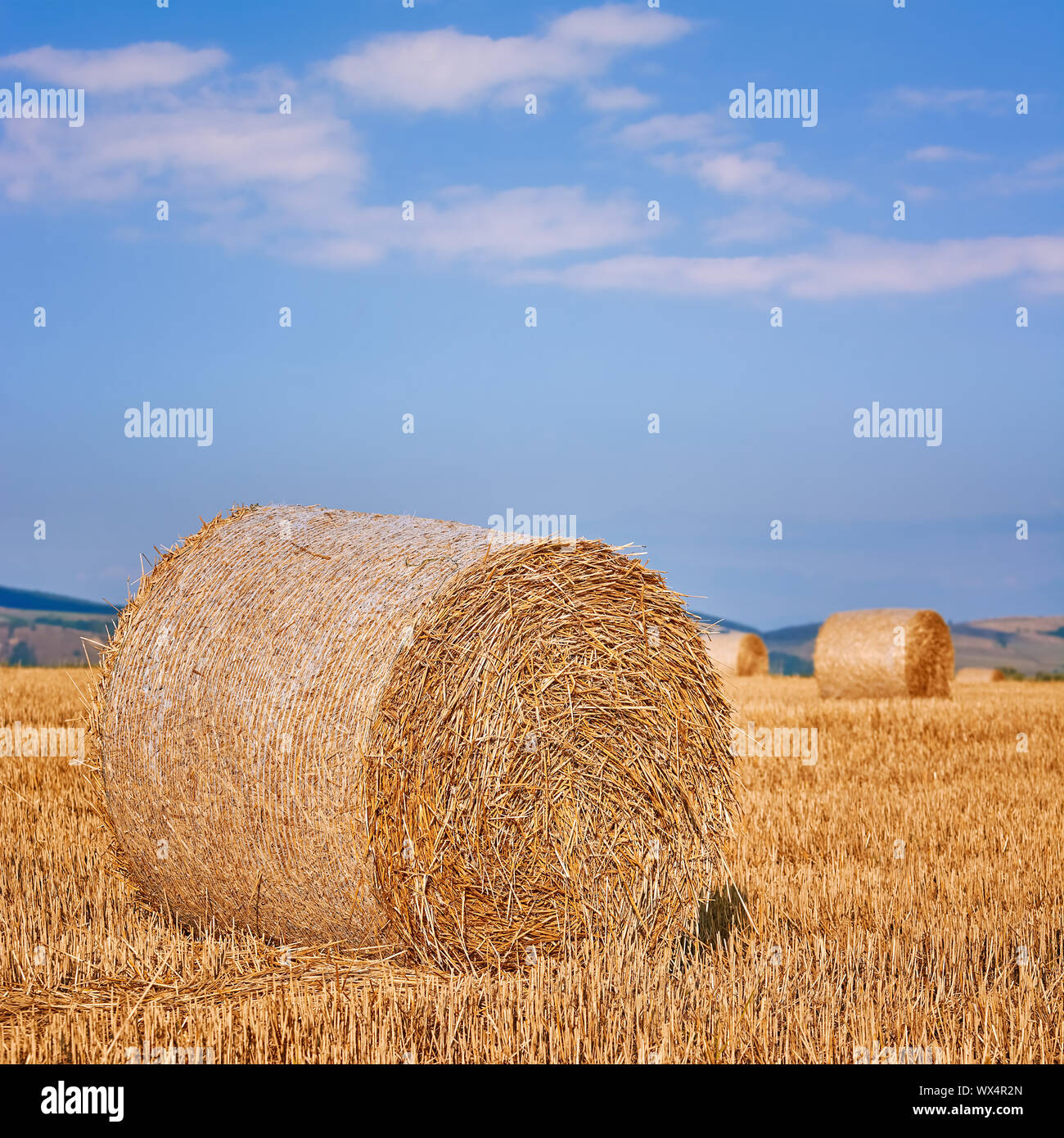 Haystacks on the Field Stock Photo - Alamy