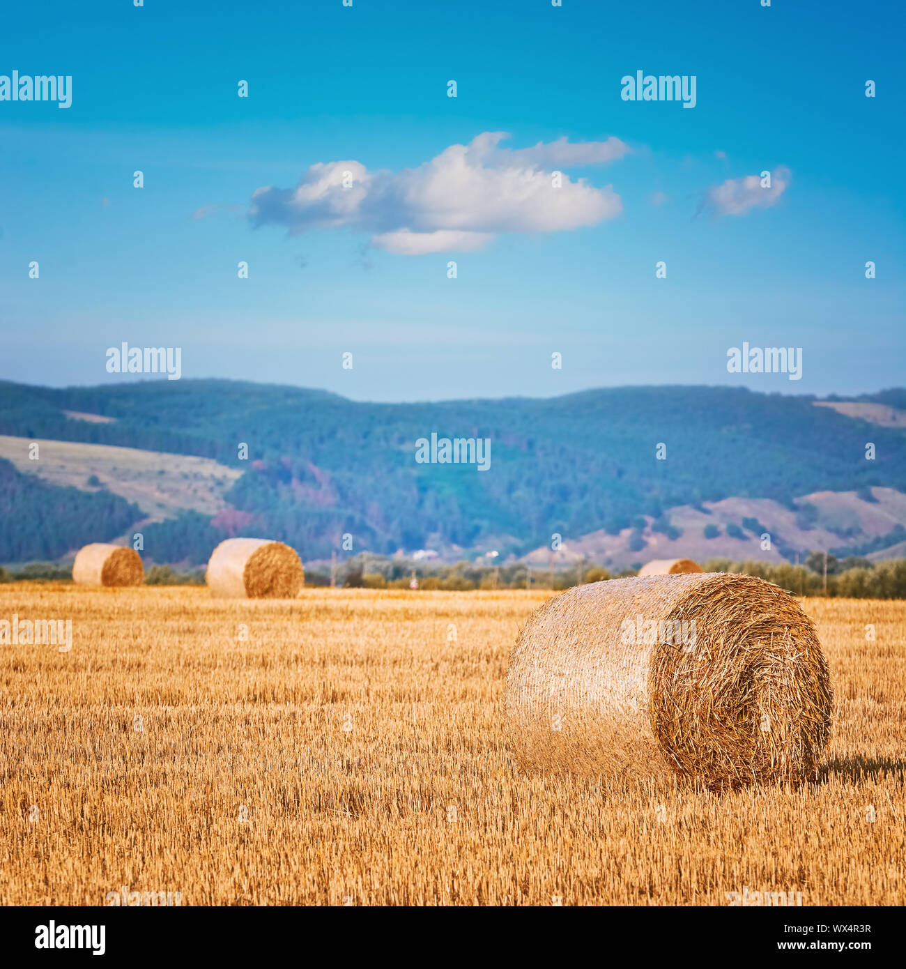 Haystacks on the Field Stock Photo - Alamy