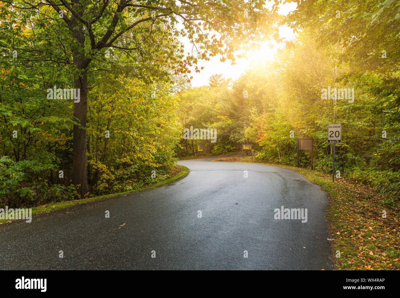 country road through maple forest Stock Photo - Alamy