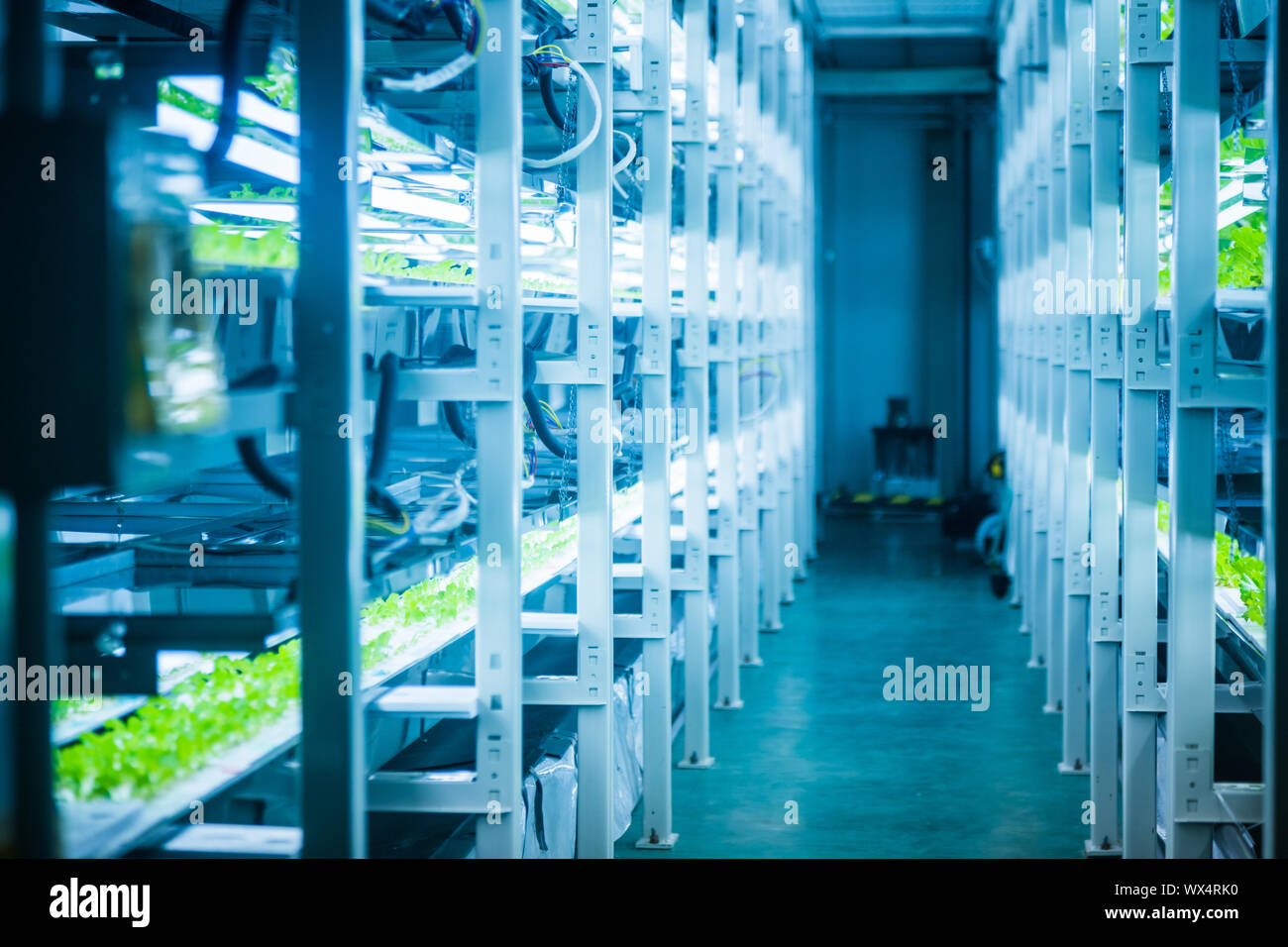 Hydroponic factory hi-res stock photography and images - Alamy