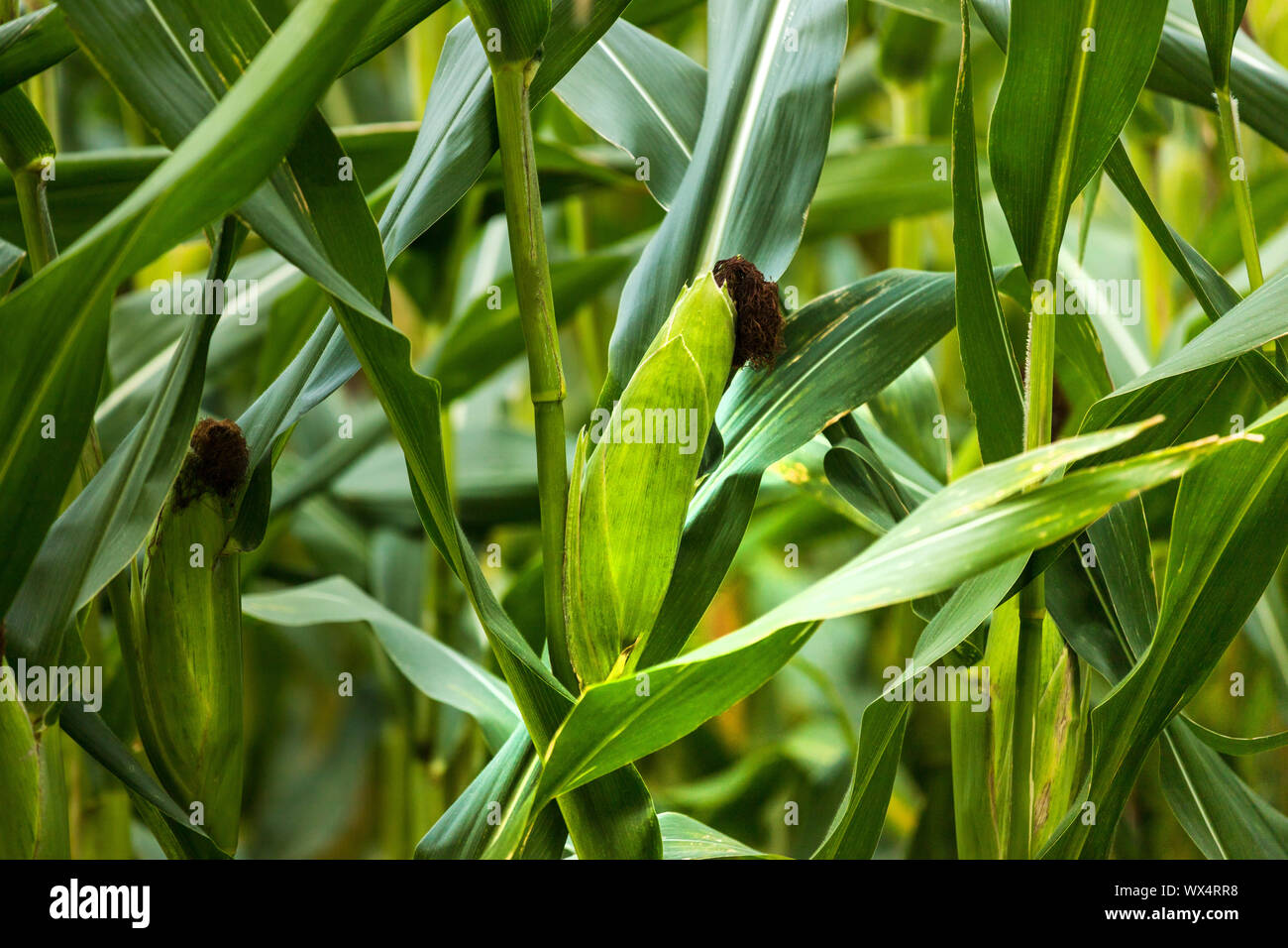 Close up unripe corn hi-res stock photography and images - Alamy