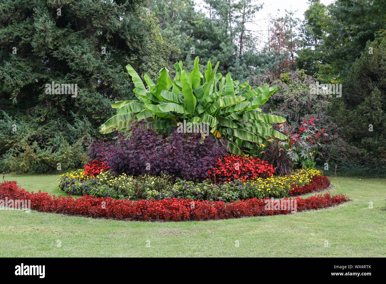 Banana Trees Landscaping