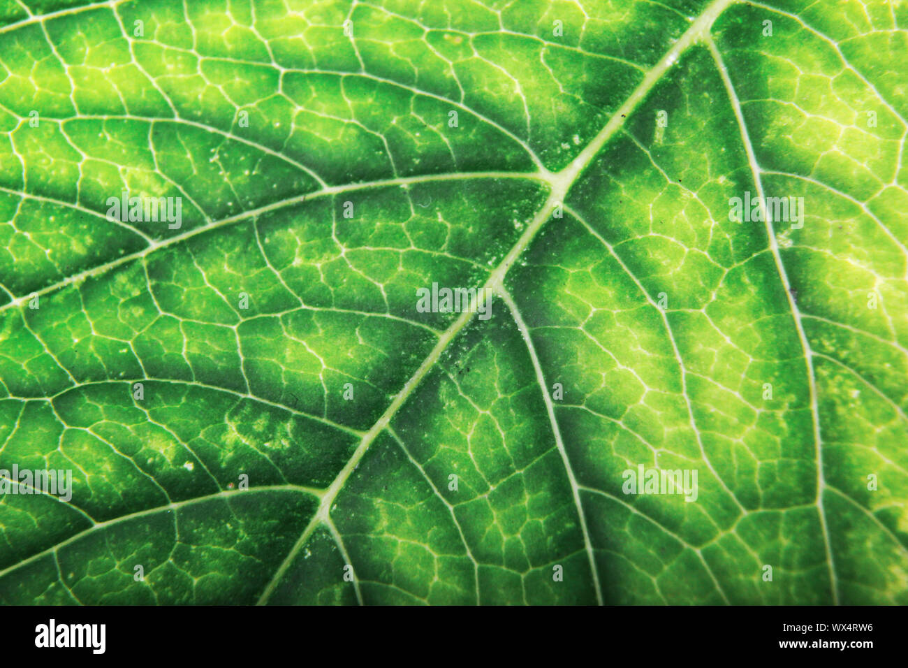 Green Foliage Texture Stock Photo - Alamy