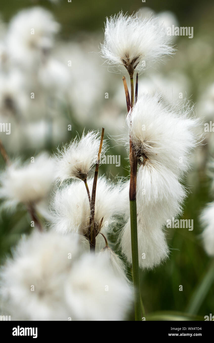 Wool Gras in swamp in Dovrefjell Stock Photo - Alamy