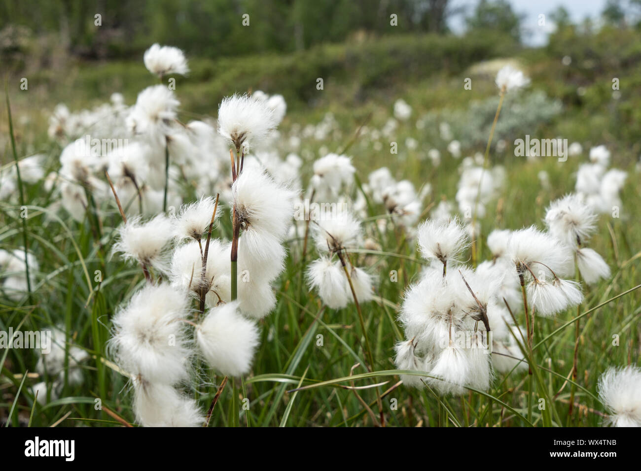 Wool Gras in swamp in Dovrefjell Stock Photo - Alamy