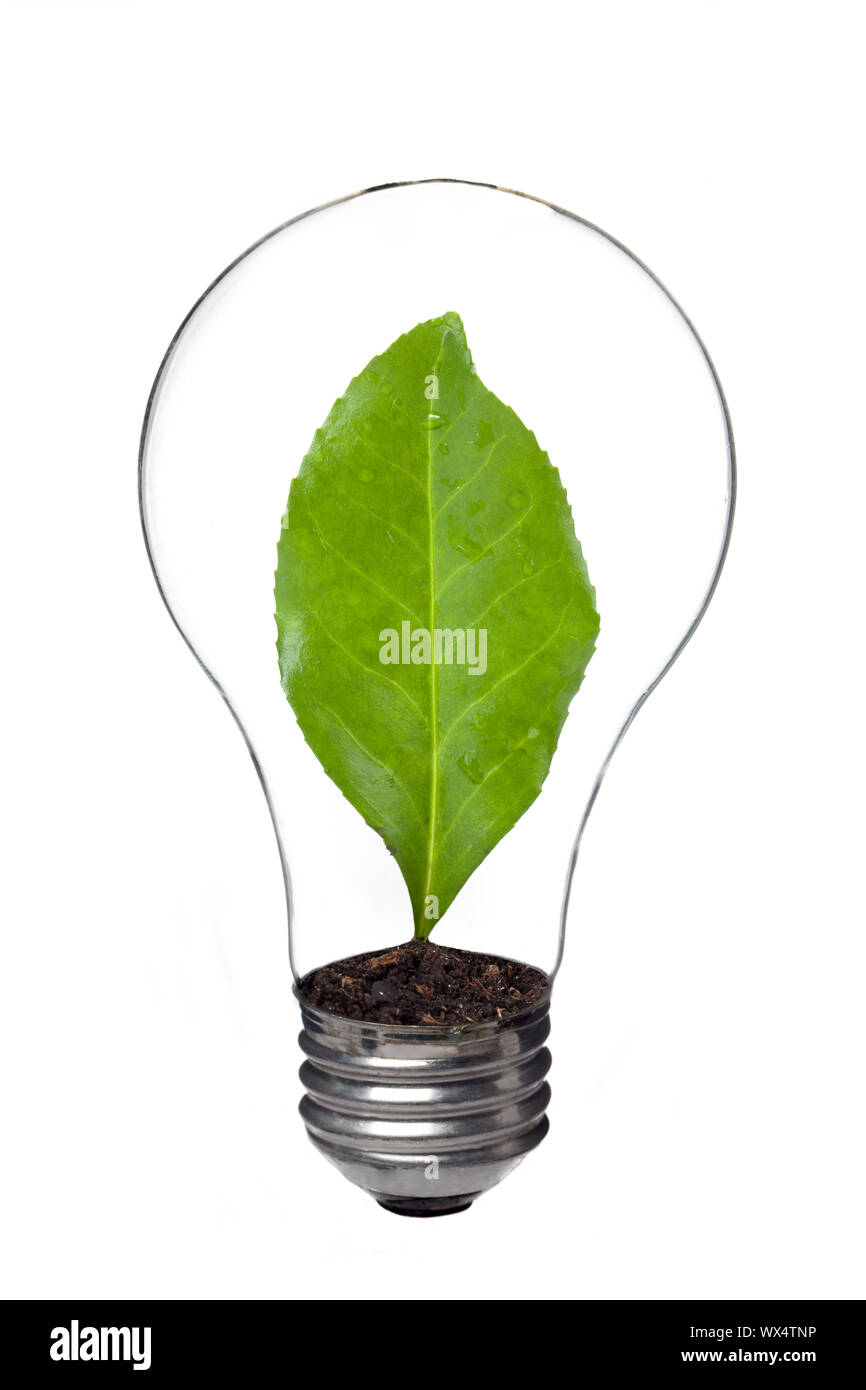 Close up image of light bulb with leaf inside against white background ...