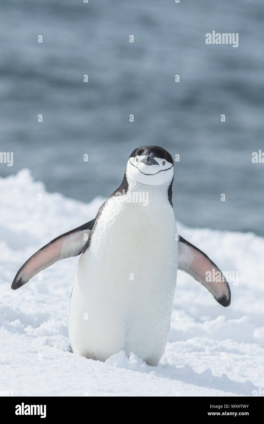 Penguins on iceberg hi-res stock photography and images - Alamy