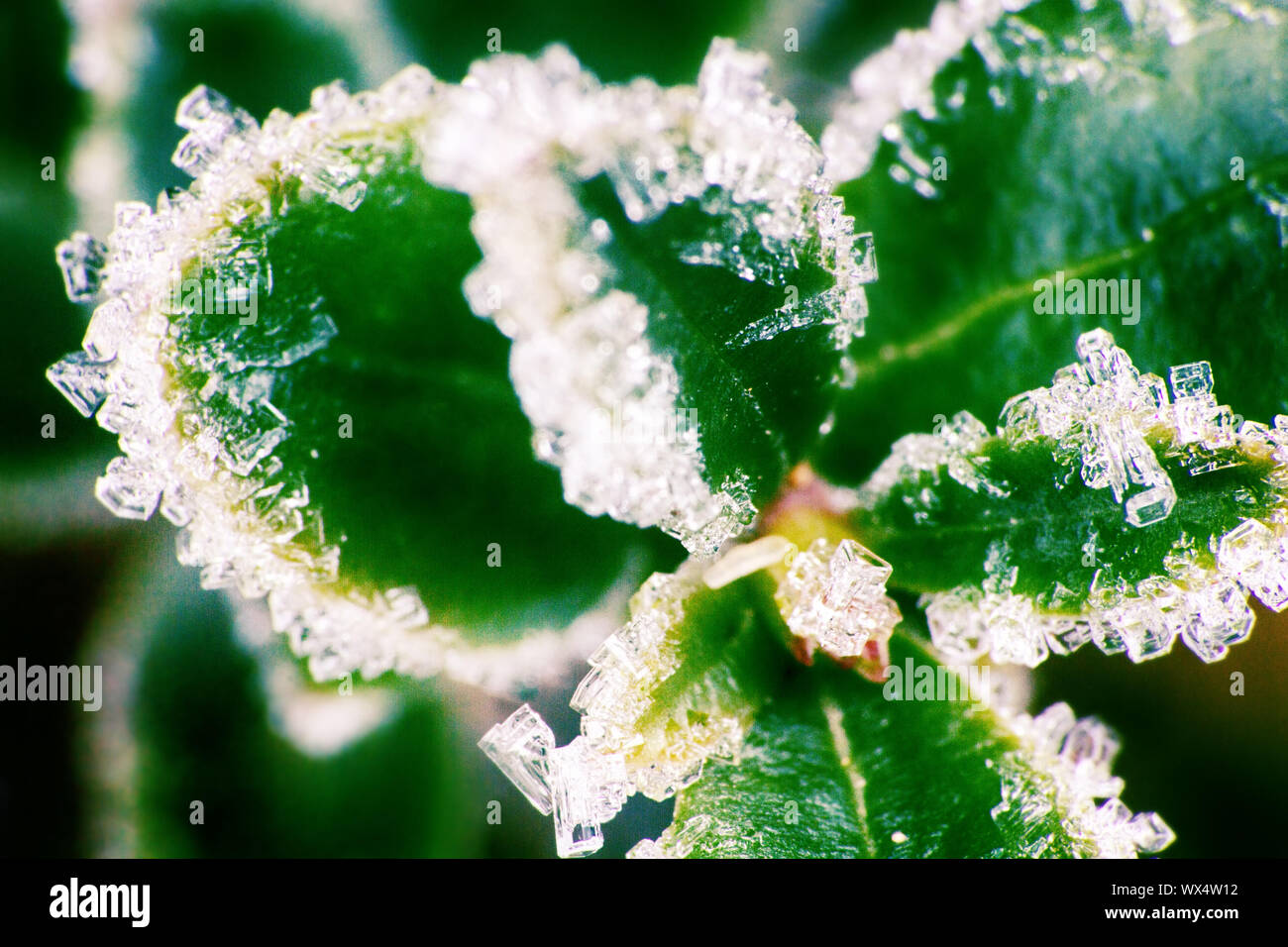 ice spicule on green leaves because of unexpected frost Stock Photo - Alamy