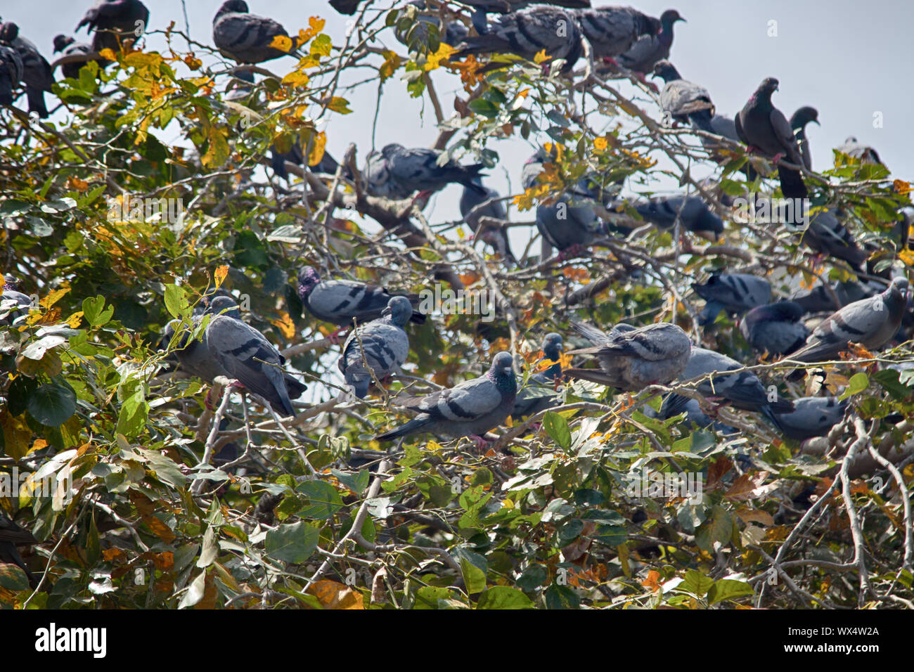 Multiplication blue rock pigeons Stock Photo - Alamy