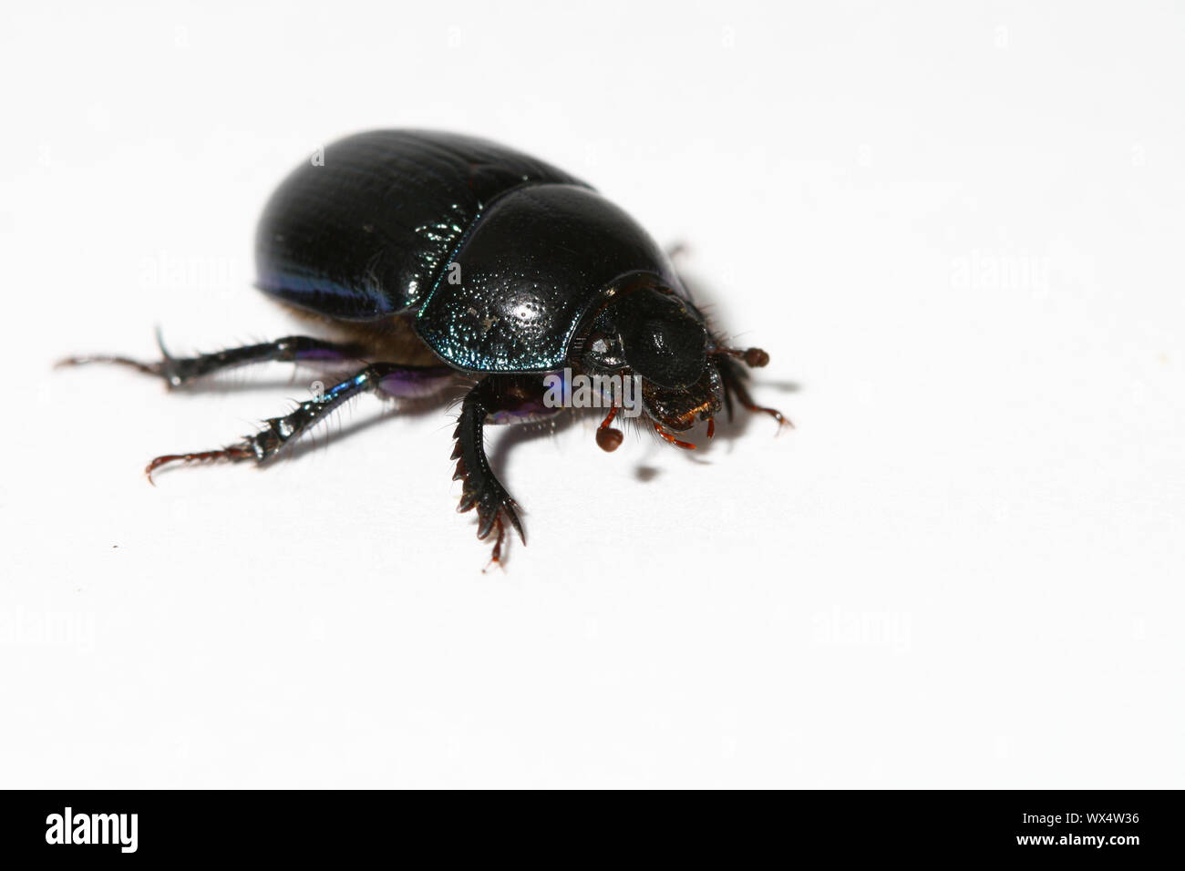 isolated bug on white background Stock Photo - Alamy