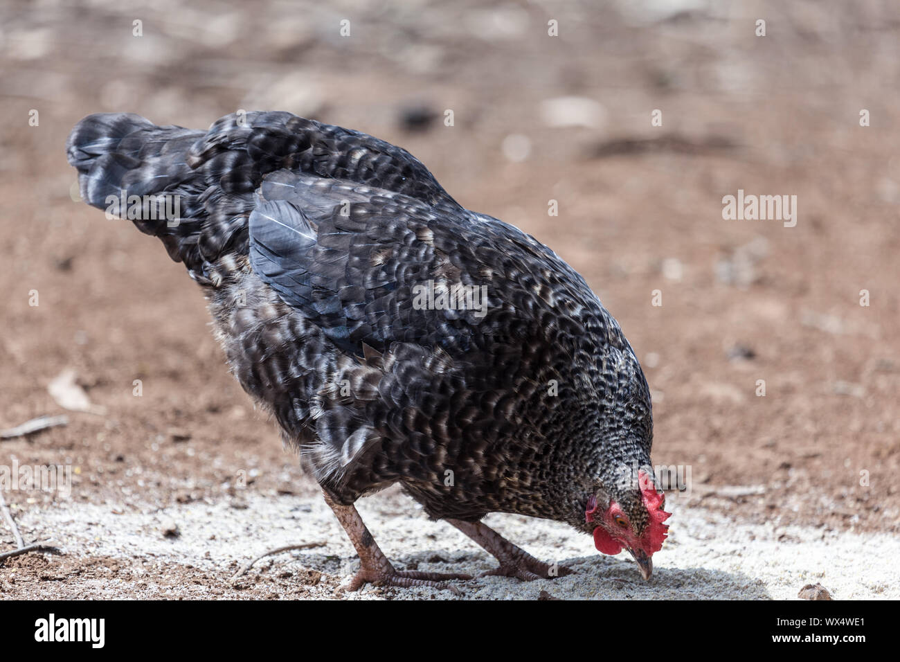 poultry in a farm Stock Photo - Alamy