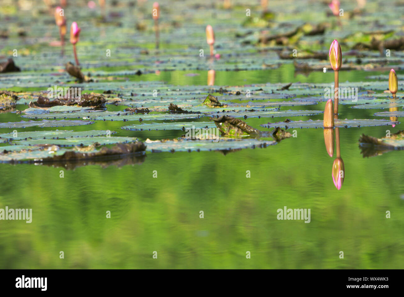Formal garden pond hi-res stock photography and images - Alamy