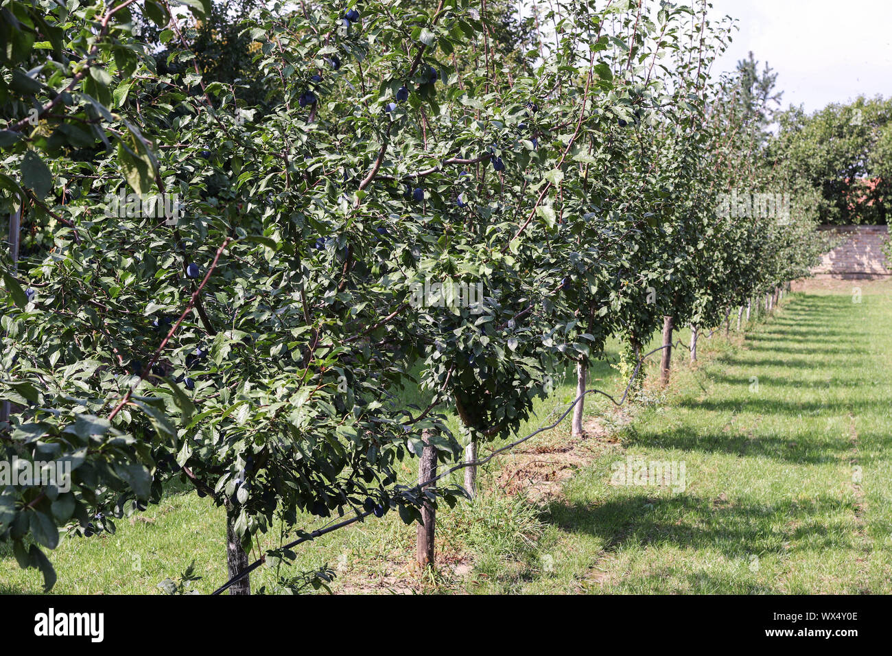 Prune trees with ripe fruits in the garden Stock Photo - Alamy