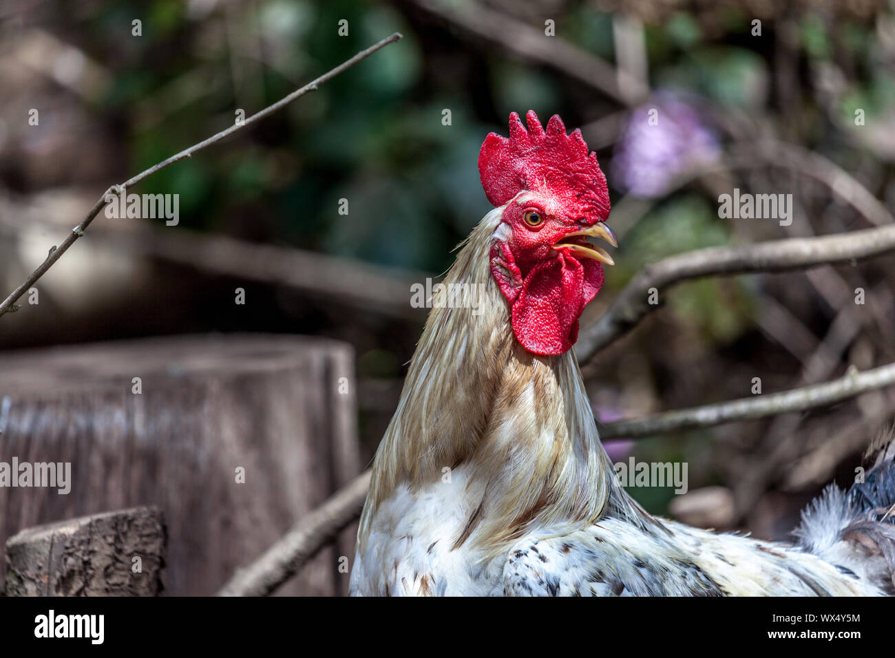 poultry in a farm Stock Photo - Alamy