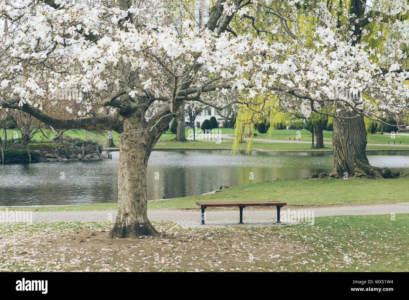 spring in yale university Stock Photo - Alamy