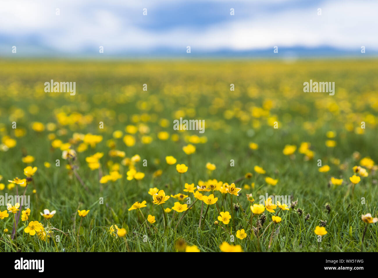 Outdoor wild flower hi-res stock photography and images - Alamy