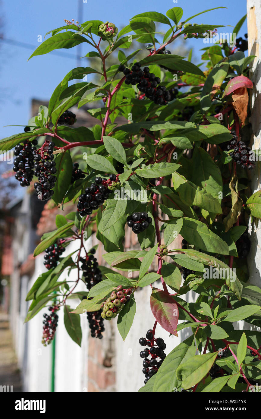 Lakonos American - berry perennial Stock Photo - Alamy