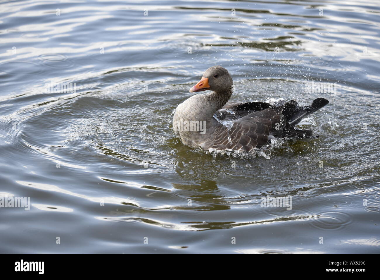 Greylag Goose Swimming on pool Stock Photo - Alamy