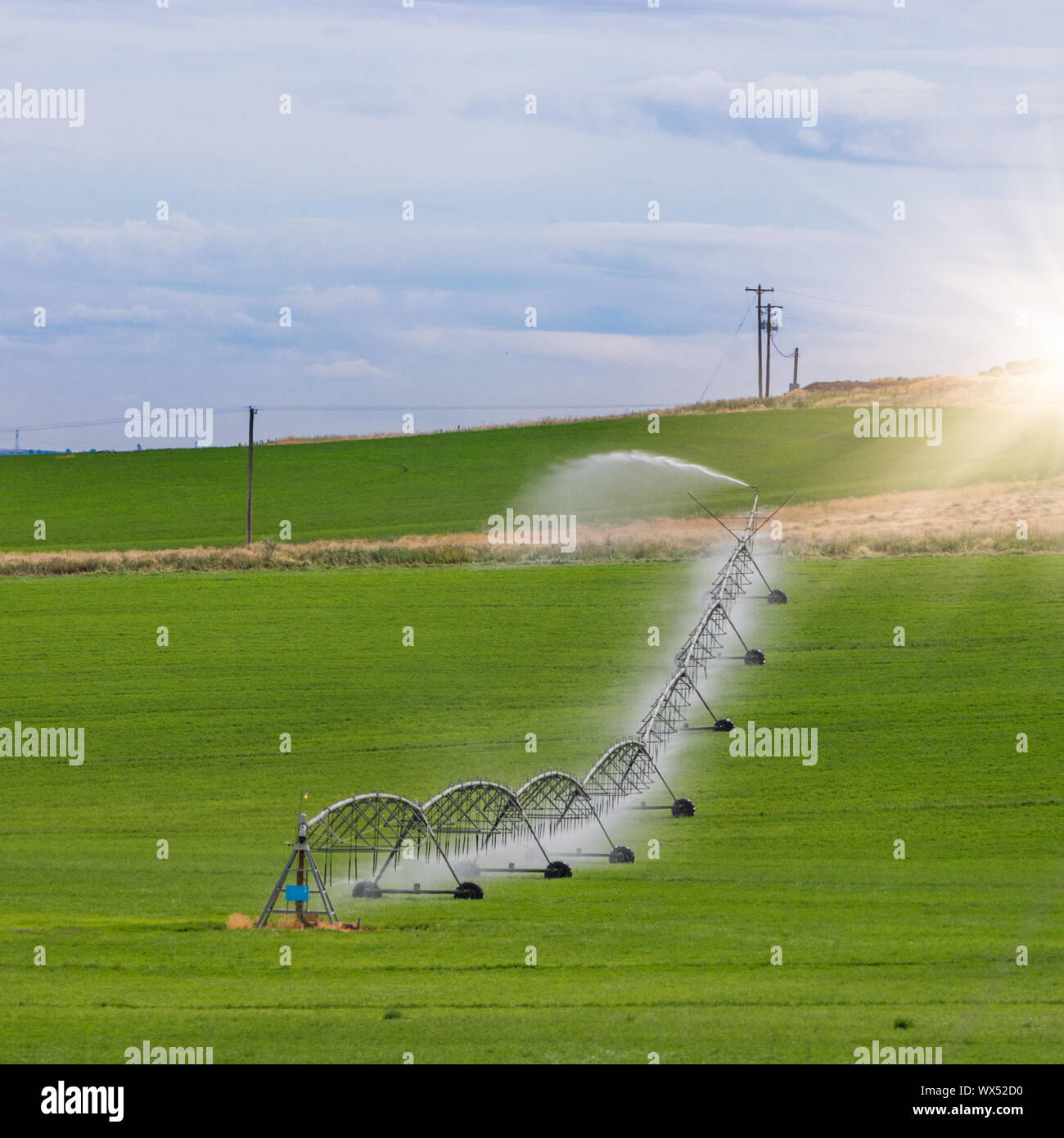 Irrigation sprinkler watering crops on fertile farm land Stock Photo ...