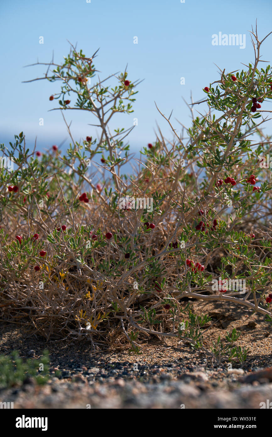 Shrub Nitraria sibirica with red berries fruits in mongolian arid ...
