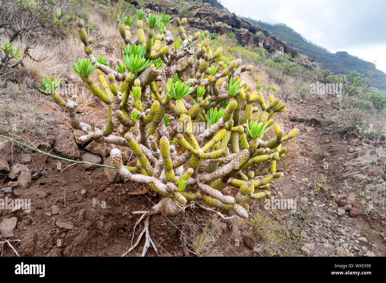 Succulent plant growing in rocks Stock Photo - Alamy