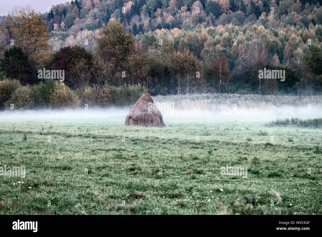 Autumn. Hay dried and assembled in stack Stock Photo - Alamy