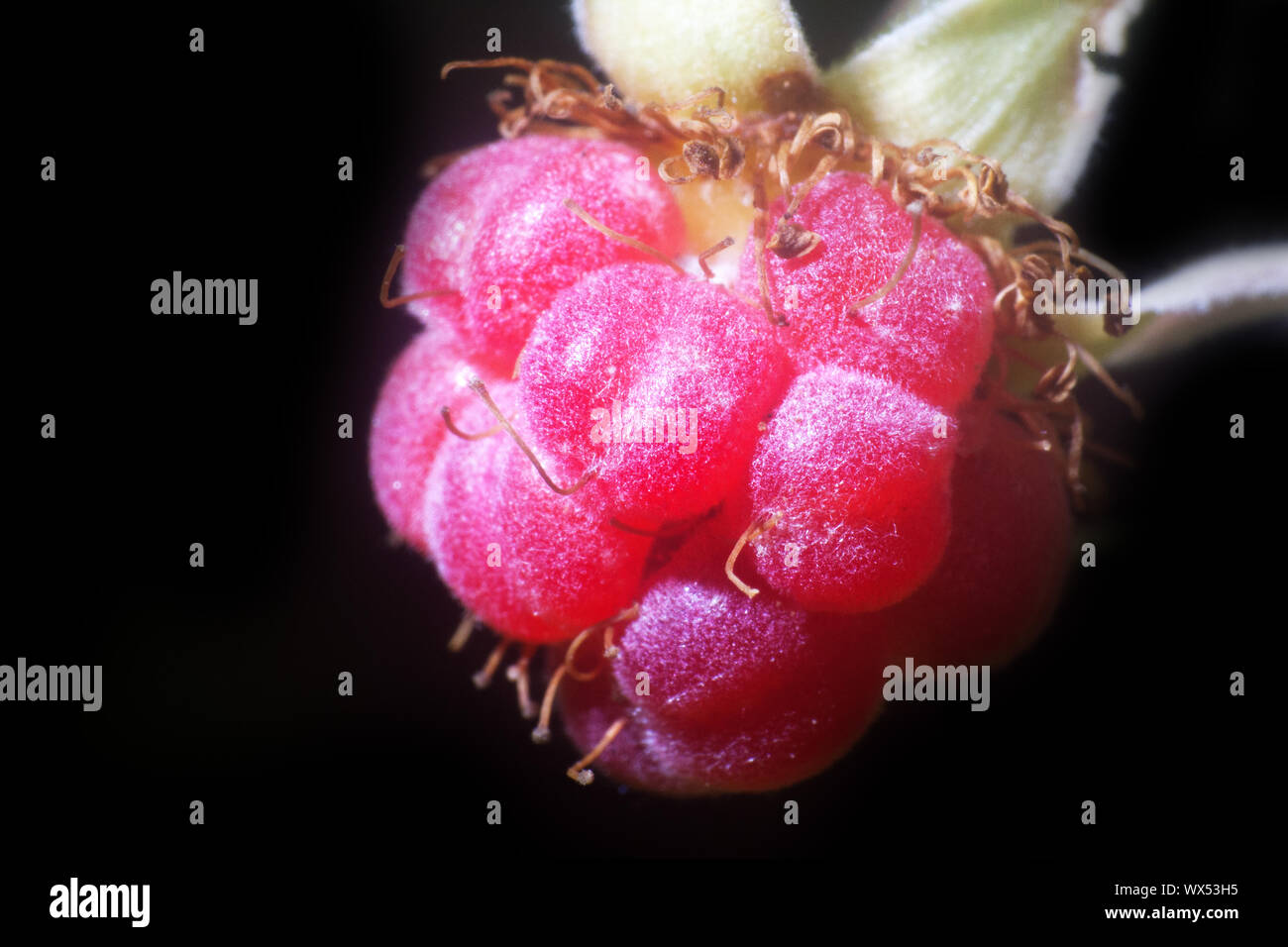 Velvet red raspberry. macro Stock Photo - Alamy