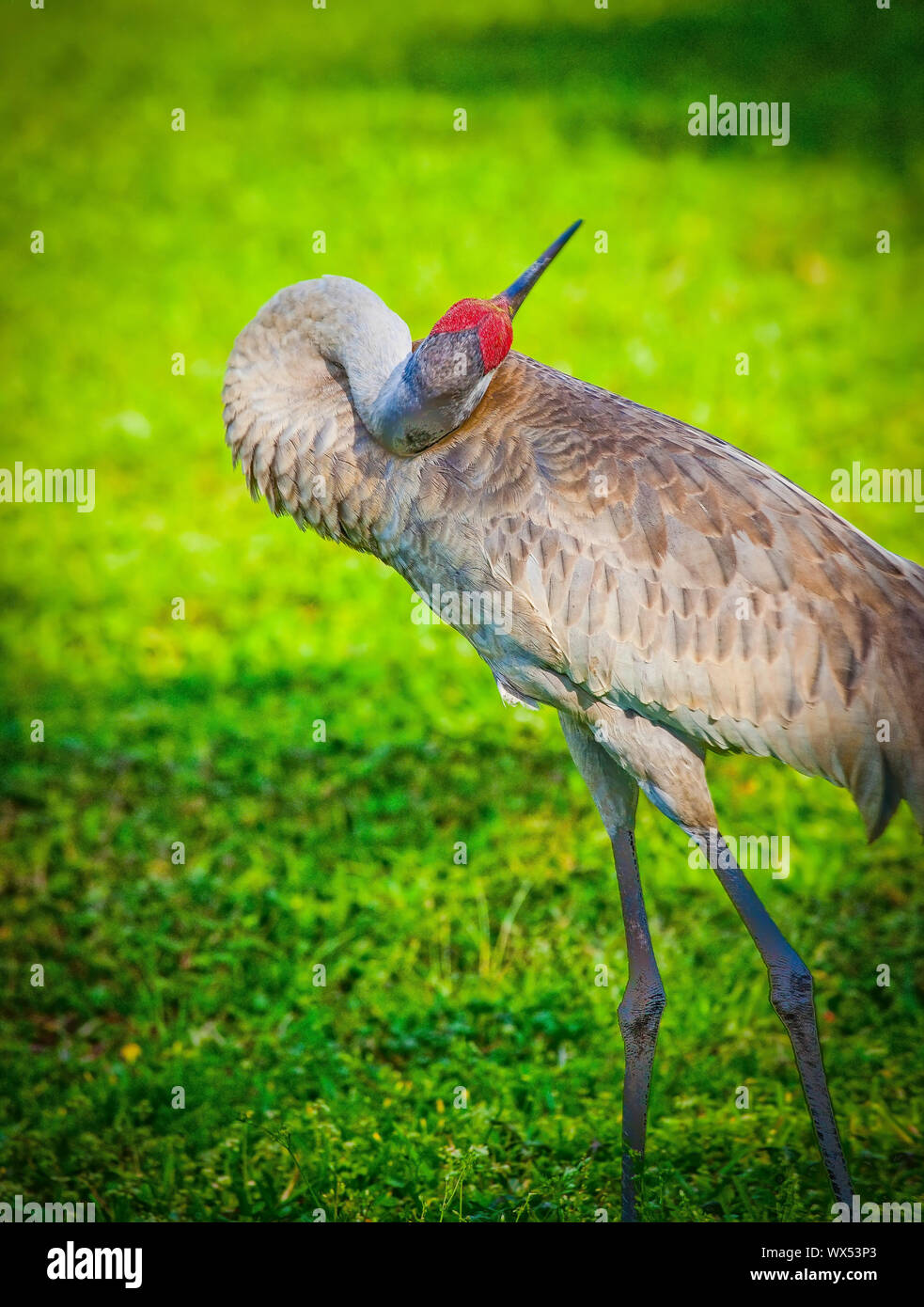 Florida wild cranes hi-res stock photography and images - Alamy