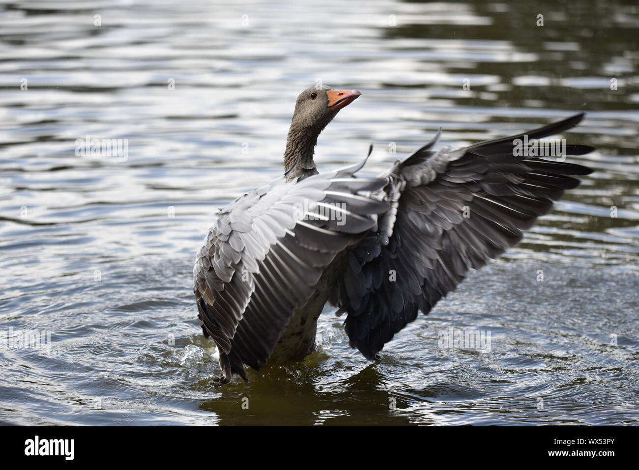 Goose with outstretched wings hi-res stock photography and images - Alamy