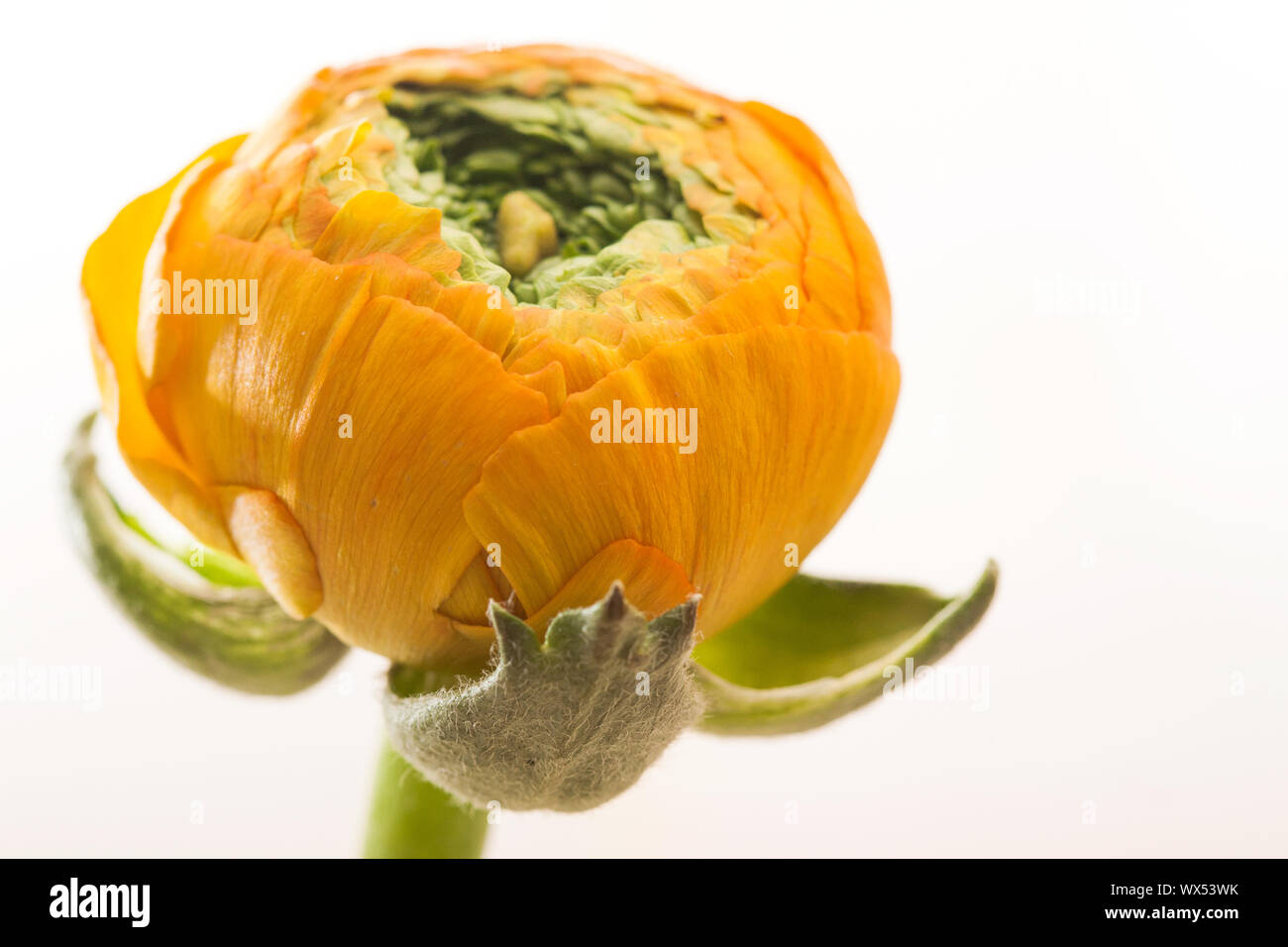 Ranunculus elegance green hi-res stock photography and images - Alamy