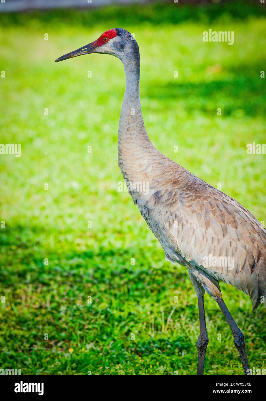 Florida wild cranes hi-res stock photography and images - Alamy