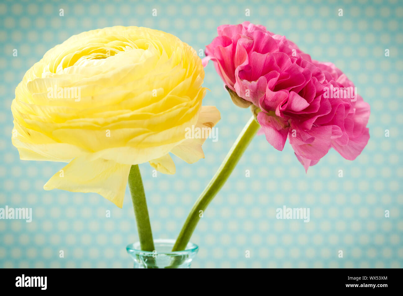 Pink and yellow Ranunculus Stock Photo - Alamy