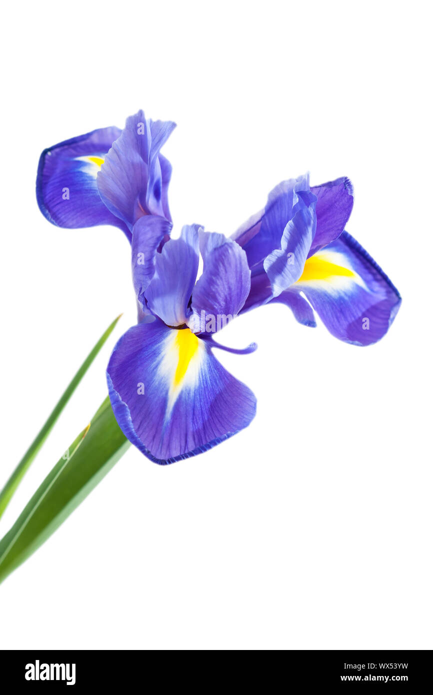 Iris flower bud macro Cut Out Stock Images & Pictures - Alamy