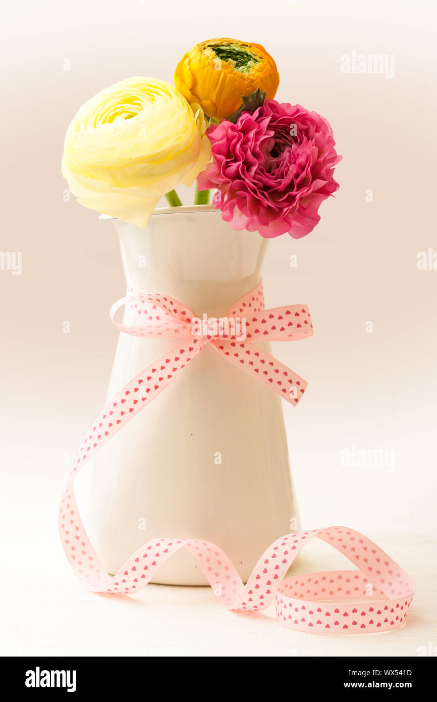 Pink and yellow Ranunculus Stock Photo - Alamy