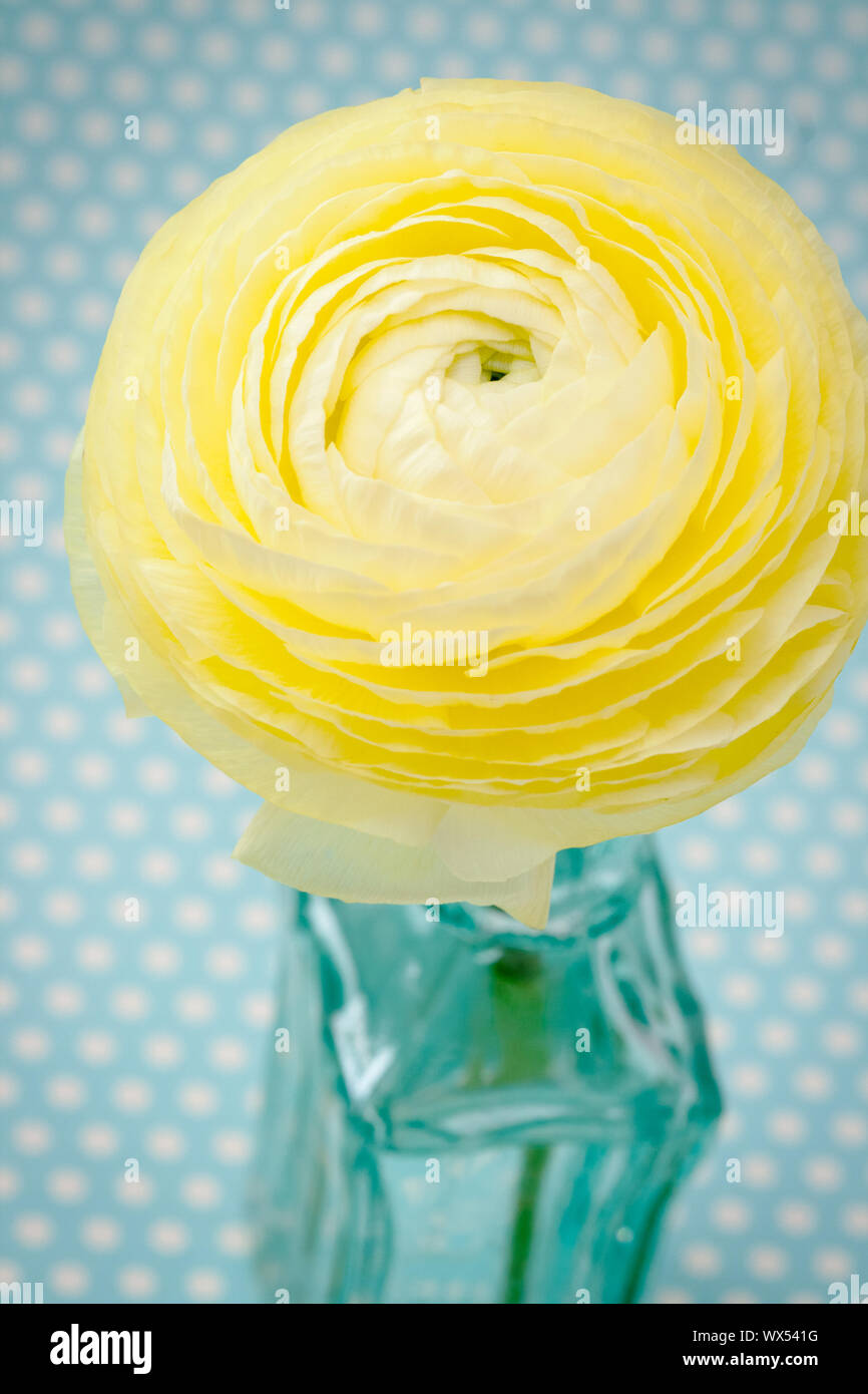 Ranunculus elegance green hi-res stock photography and images - Alamy