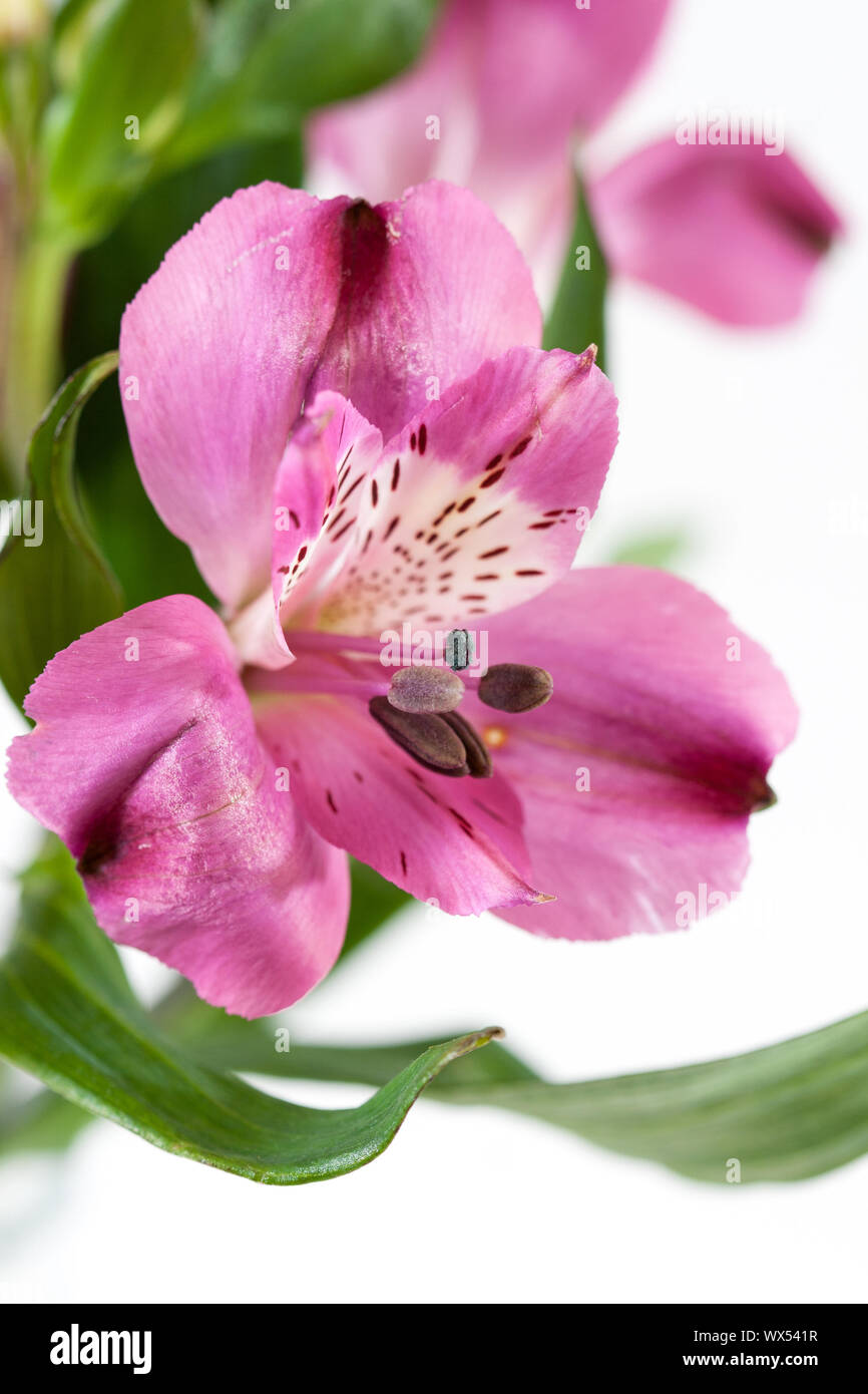 Alstroemeria perennial flowers hi-res stock photography and images - Alamy