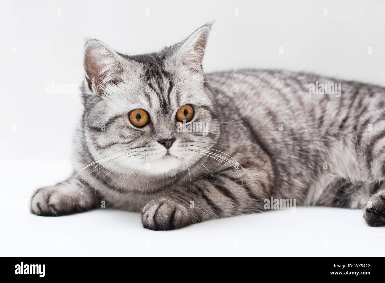 Scottish shorthair cat hi-res stock photography and images - Alamy