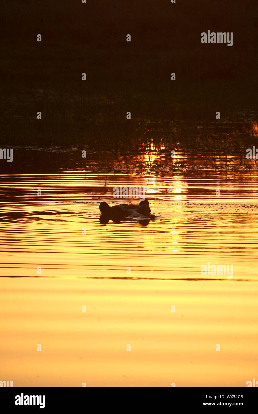Sunset congo river hi-res stock photography and images - Alamy
